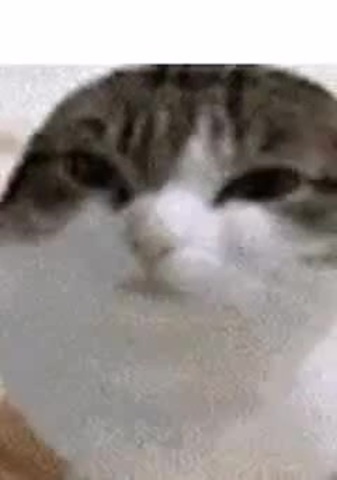 Oh the misery but it’s just a cat - Coub - The Biggest Video Meme Platform