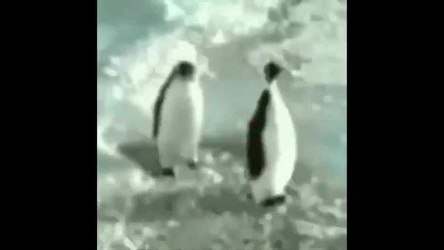 Penguin slaps another penguin - Coub - The Biggest Video Meme Platform