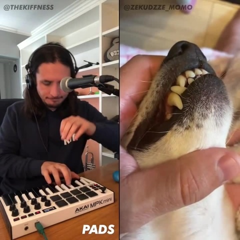 The Kiffness x Lalala Dog - Lalala (Live Looping Singing Dog Song ...