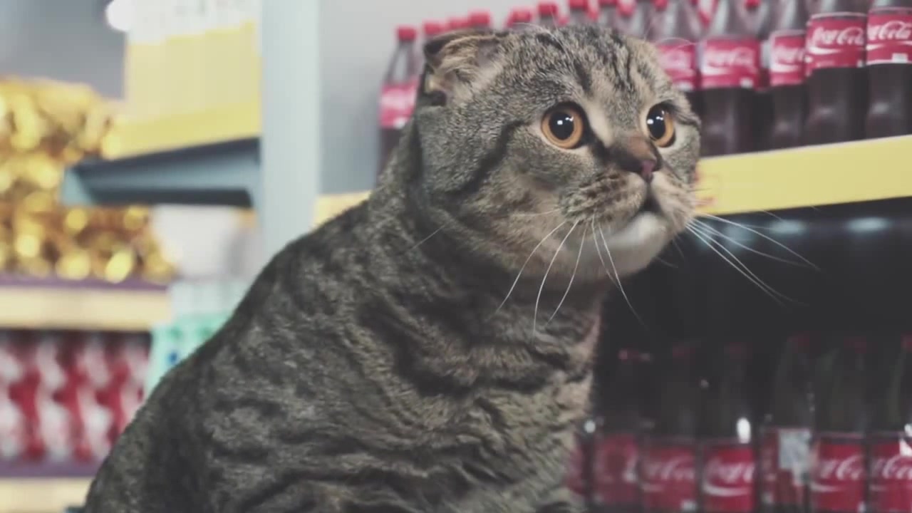 Netto-Katzen - Coub - The Biggest Video Meme Platform