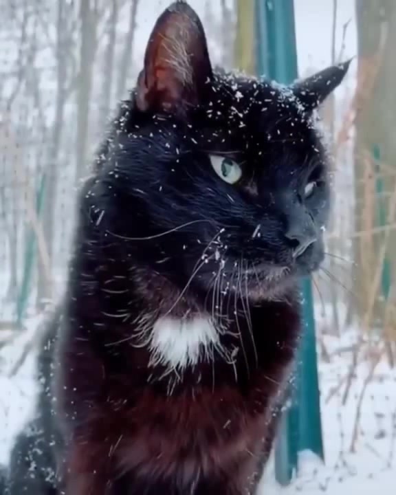 Careless cat`s whisper - Coub - The Biggest Video Meme Platform