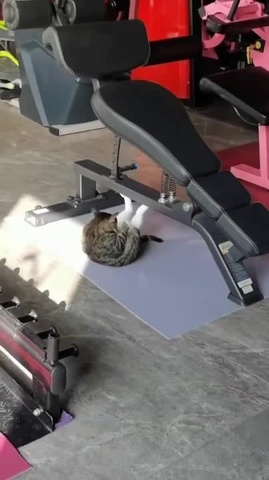 The cat wants to be healthy - so cute kitty doing pushups so precious ...