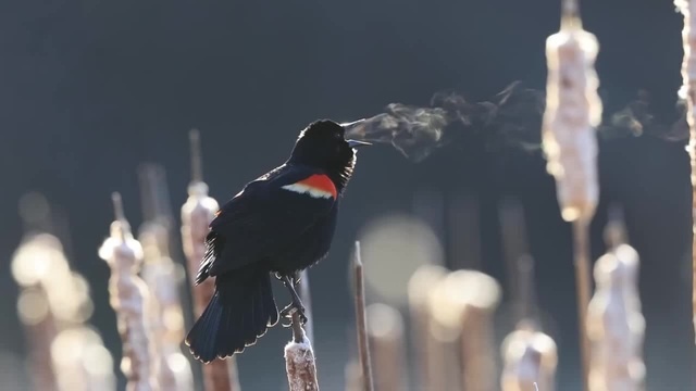 Bird breath visible in cold weather - Red Winged Blackbird - Coub - The Biggest Video Meme Platform