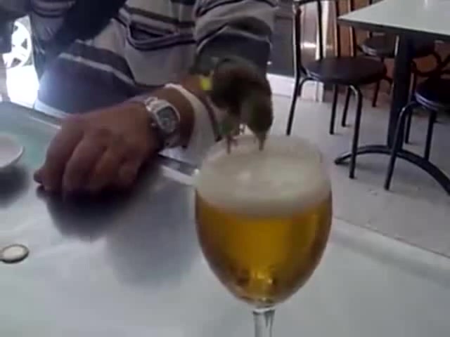 Just Drunk Bird - Coub - The Biggest Video Meme Platform