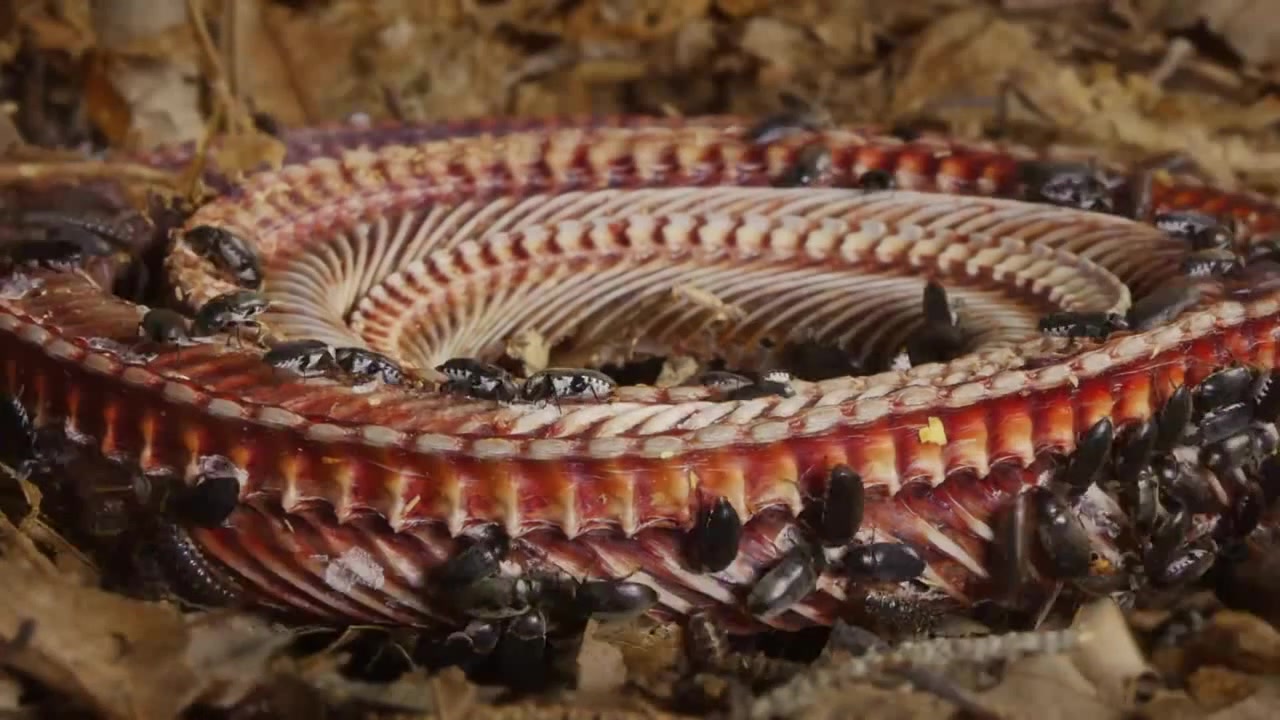 Death and decomposition - Coub - The Biggest Video Meme Platform