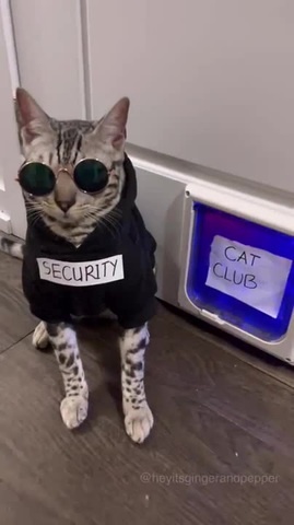 Disco cat - Coub - The Biggest Video Meme Platform