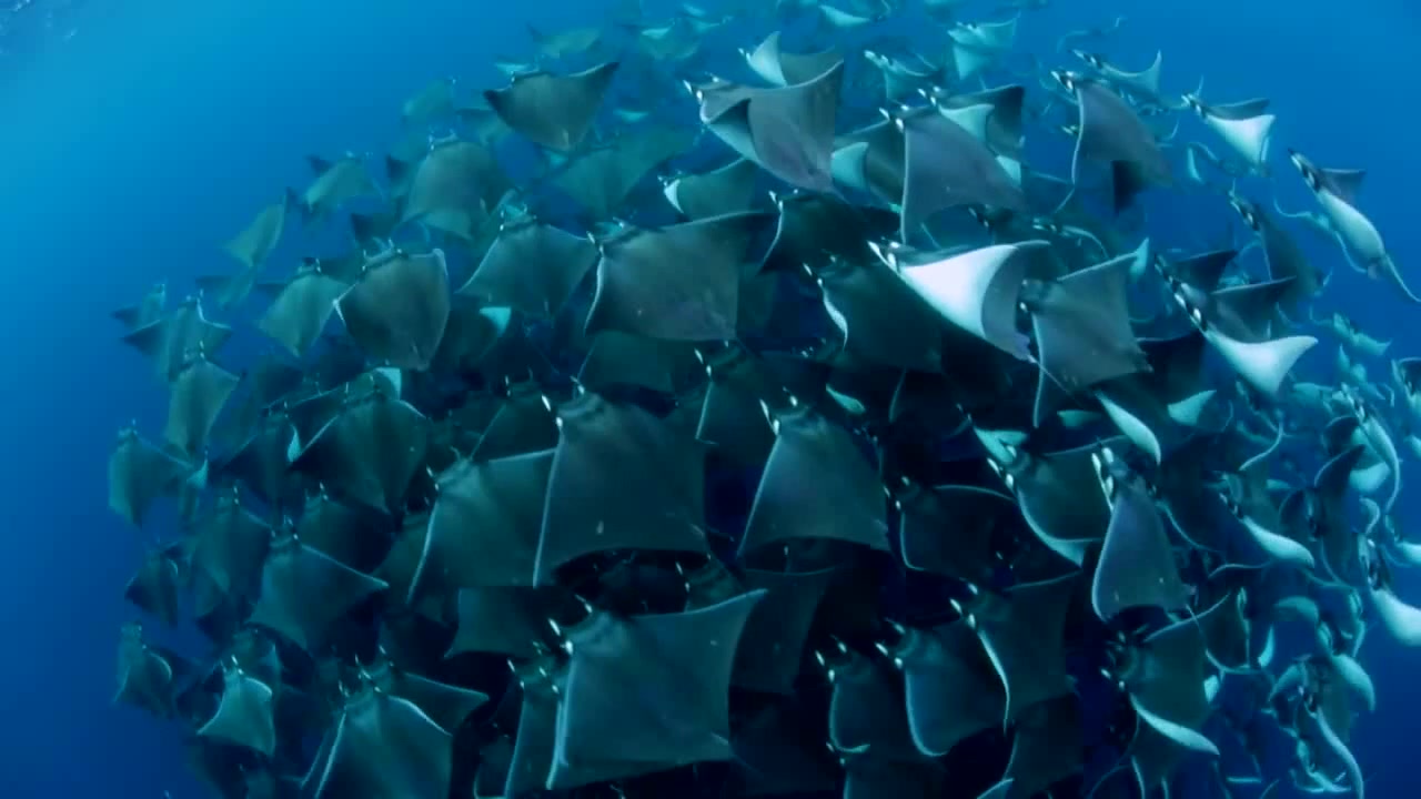 Shabash - Coub - The Biggest Video Meme Platform