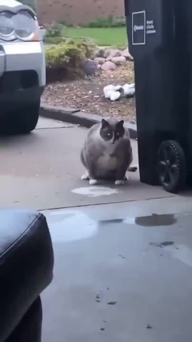 Cat Aaaa... - Coub - The Biggest Video Meme Platform