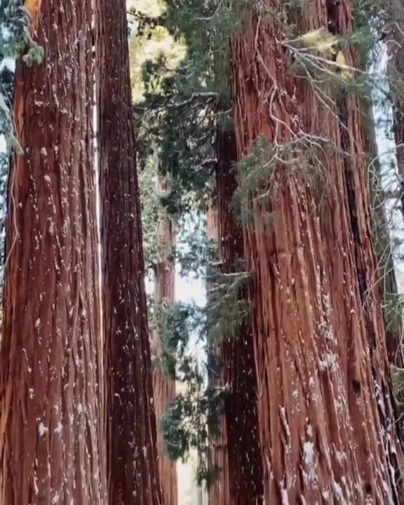 Sequoias with human for scale - Coub - The Biggest Video Meme Platform