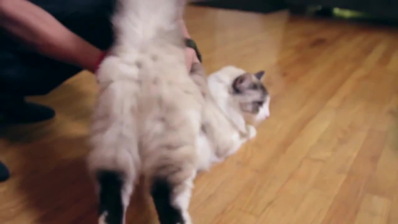 Cat Twerking :3 - Coub - The Biggest Video Meme Platform