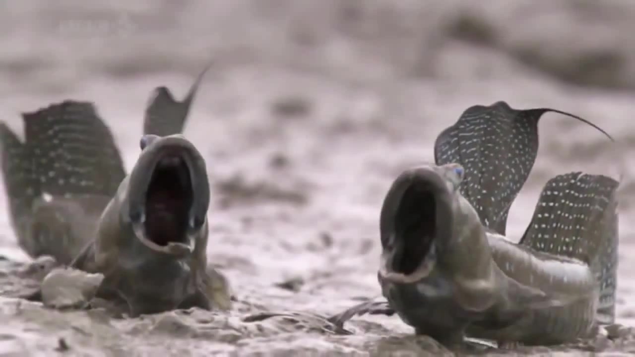 Mudskippers screaming in each other's faces - Coub - The Biggest Video ...