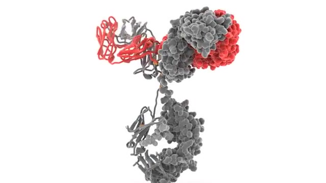 IgG antibody 3D - Coub - The Biggest Video Meme Platform