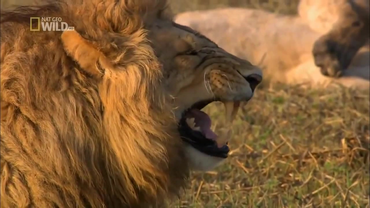 Hahahaha - Coub - The Biggest Video Meme Platform