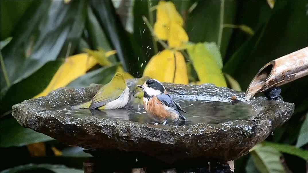 Bird bath - Coub - The Biggest Video Meme Platform