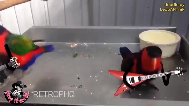 Birds Playing Guitar [Thrashing Birds] 😂🤘 - Coub - The Biggest Video ...