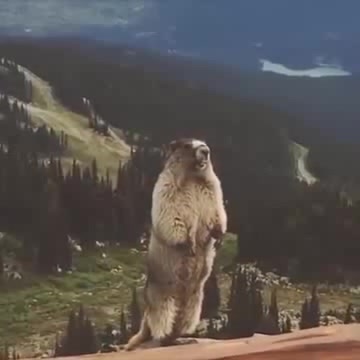 Gopher yelling WebM - Coub - The Biggest Video Meme Platform
