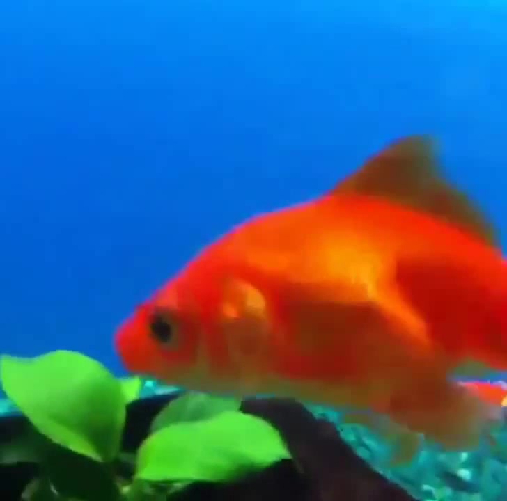 Retarded fish - Coub - The Biggest Video Meme Platform