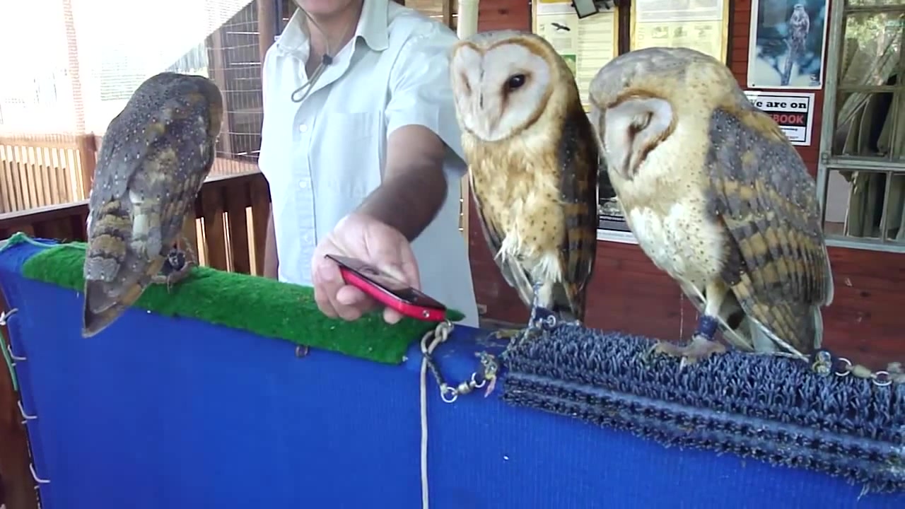 Dancing owls - Coub - The Biggest Video Meme Platform