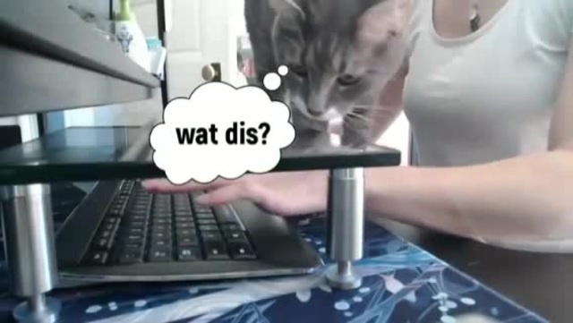 Wat dis? - Coub - The Biggest Video Meme Platform