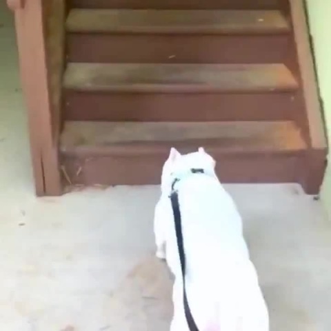 Doge.exe - Coub - The Biggest Video Meme Platform