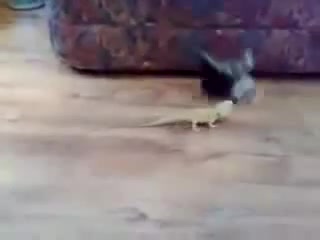 DUBSTEP CAT DANCING WITH CHAMELEON - Coub - The Biggest Video Meme Platform