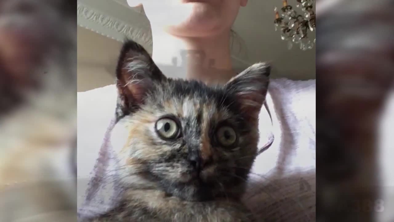 Cat flashback - Coub - The Biggest Video Meme Platform