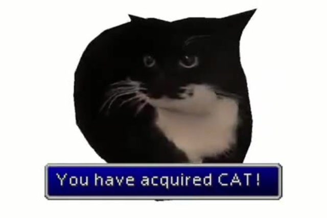 Congratulations, you have scrolled long enough and now you have acquired CAT ! - Coub - The ...