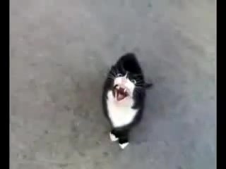 Possessed Cat Speaks with Demonic Voice - Coub - The Biggest Video Meme ...