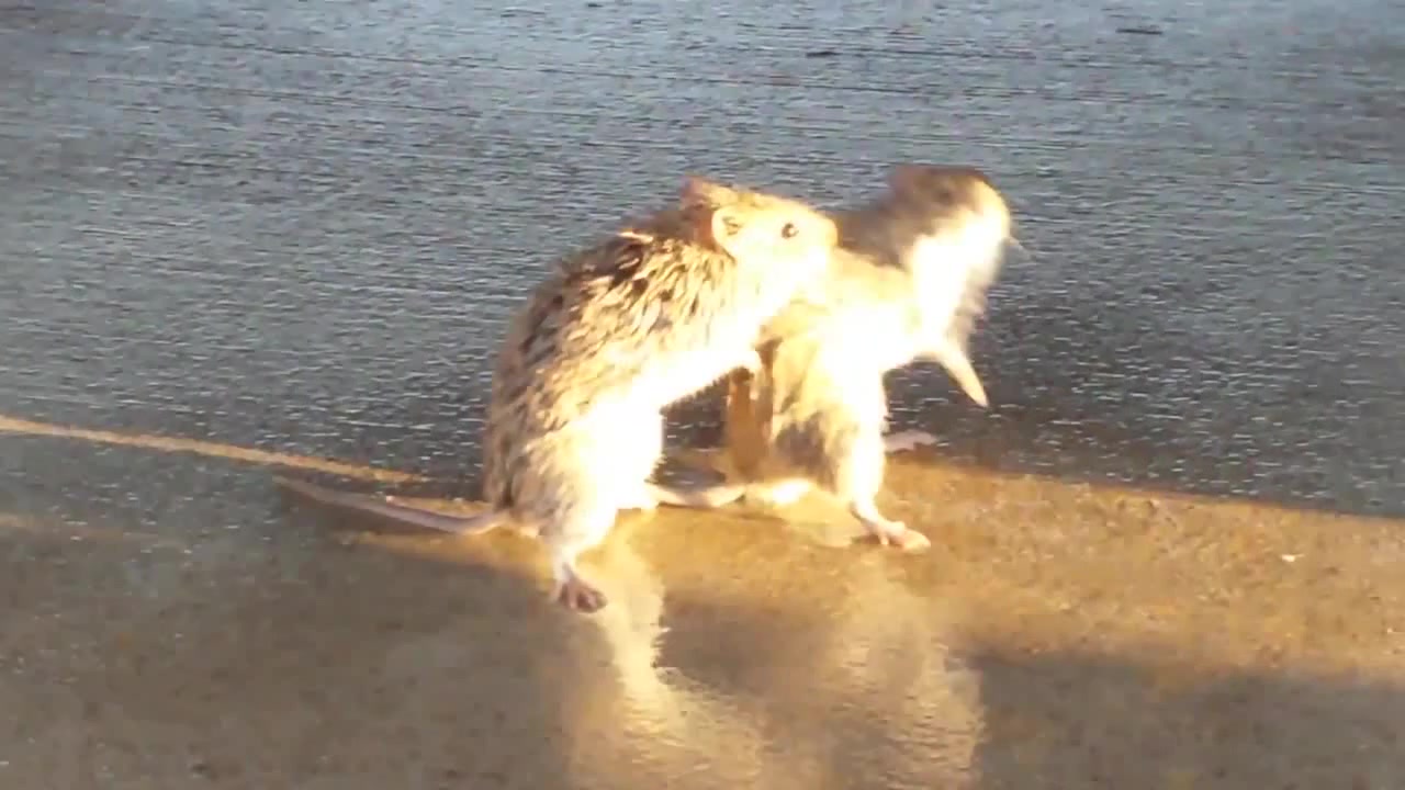 Rat Fight! - Coub - The Biggest Video Meme Platform