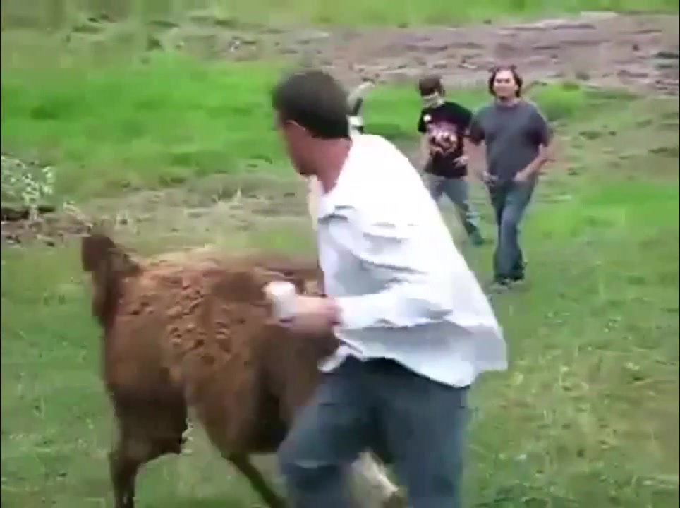 Animal Attack human - Coub - The Biggest Video Meme Platform