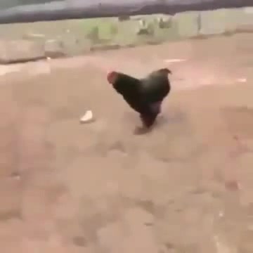 Shotgun chicken - Coub - The Biggest Video Meme Platform