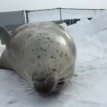 Seal slapping his fat in slow motion - Coub - The Biggest Video Meme ...