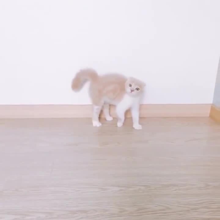 Now Tango! - Coub - The Biggest Video Meme Platform