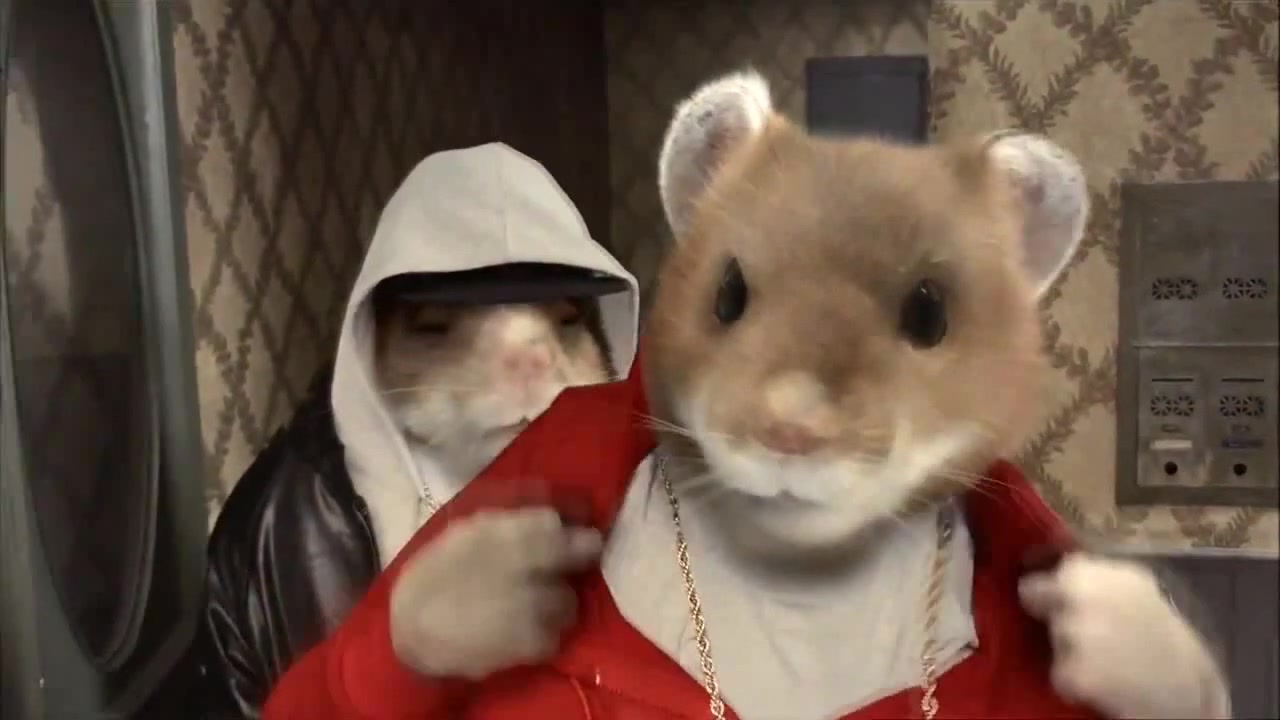 hamster friday - Coub - The Biggest Video Meme Platform