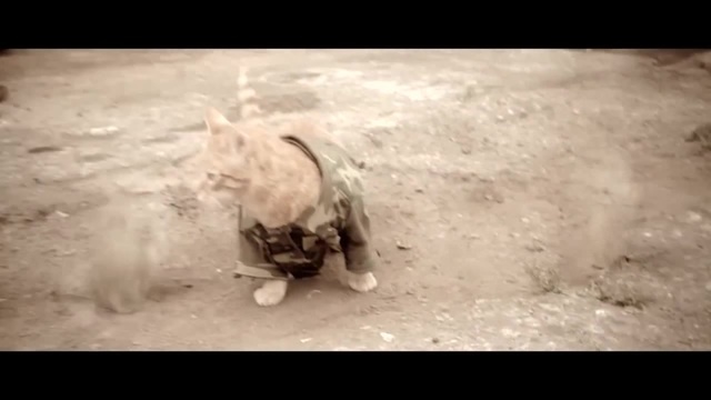 Medal of Honor Cat - Coub - The Biggest Video Meme Platform