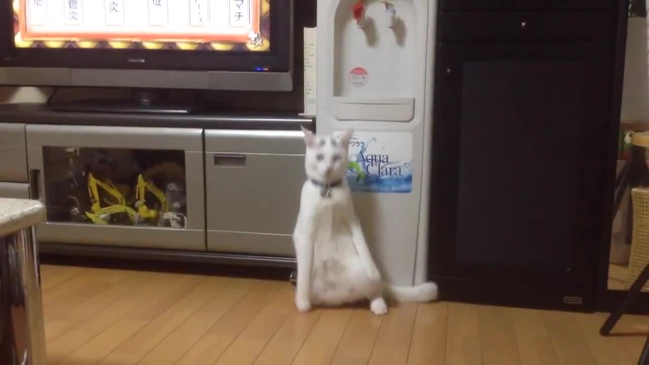 Cats Insurrection - Coub - The Biggest Video Meme Platform