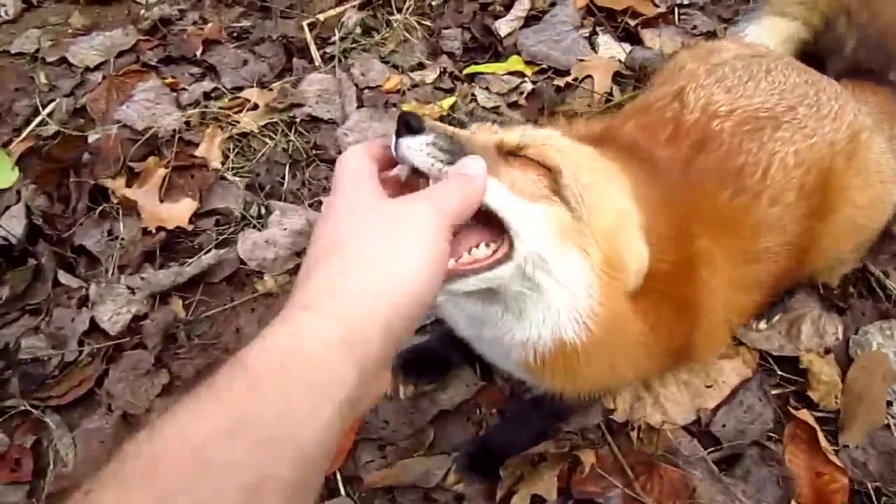 Fox go FLOOF - Coub - The Biggest Video Meme Platform