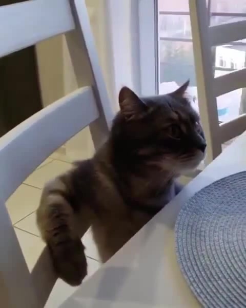 Normal Cat - Coub - The Biggest Video Meme Platform