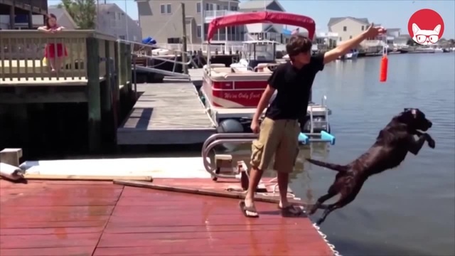 Super Happy Dogs | Funny Dog Video Compilation 2017 - Coub - The Biggest Video Meme Platform