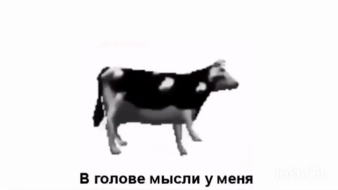 Polish cow song - Coub - The Biggest Video Meme Platform