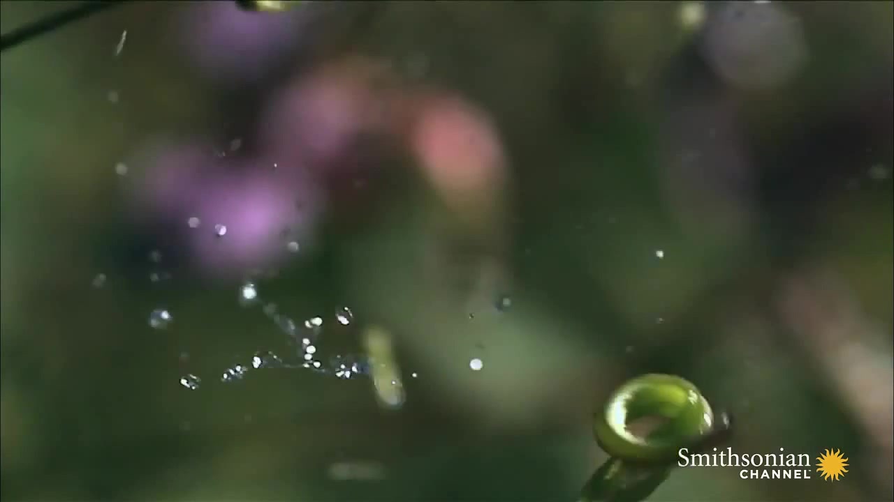 Unbelievable Footage of Exploding Plants - Coub - The Biggest Video ...