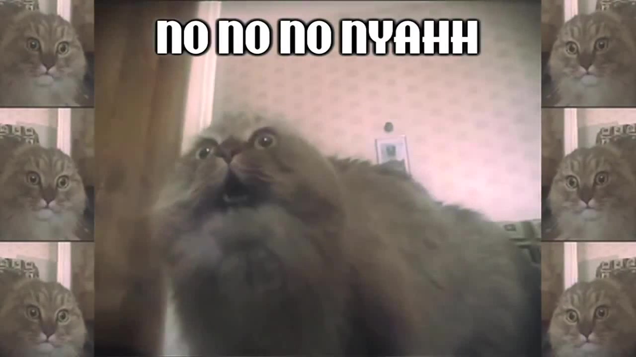 NONONONO Cat (Jake Benson Remix) - Coub - The Biggest Video Meme Platform