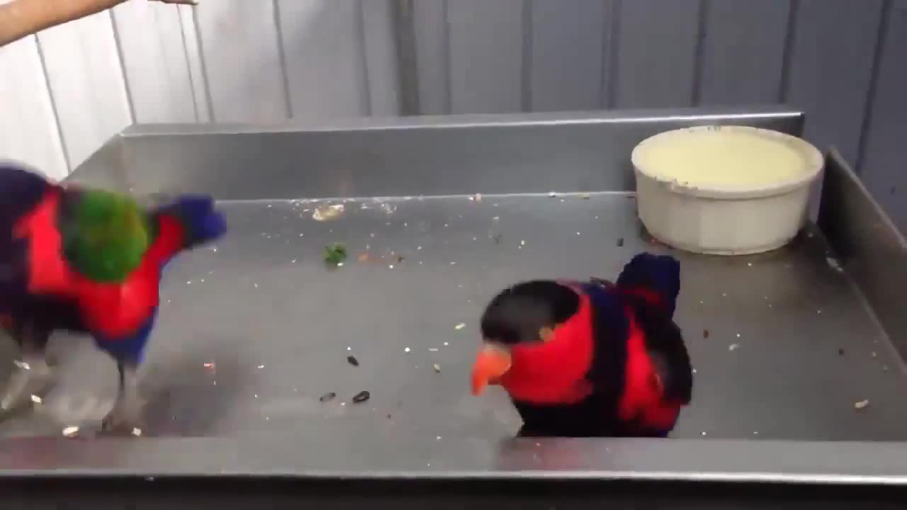 Parrocks - Dancing parrots - Coub - The Biggest Video Meme Platform