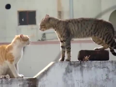 Wu Tang cats - Coub - The Biggest Video Meme Platform