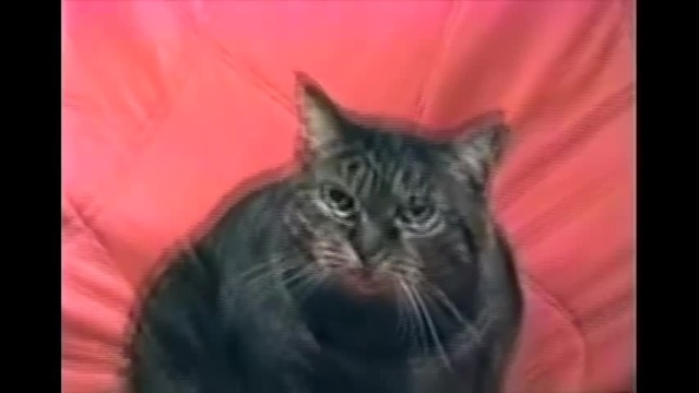 Cat flashbacks - Coub - The Biggest Video Meme Platform