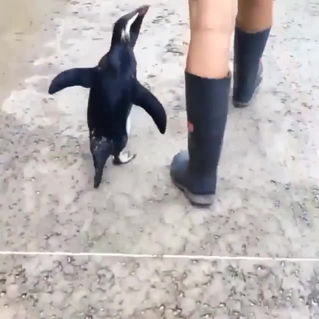 flightless bird - Coub - The Biggest Video Meme Platform