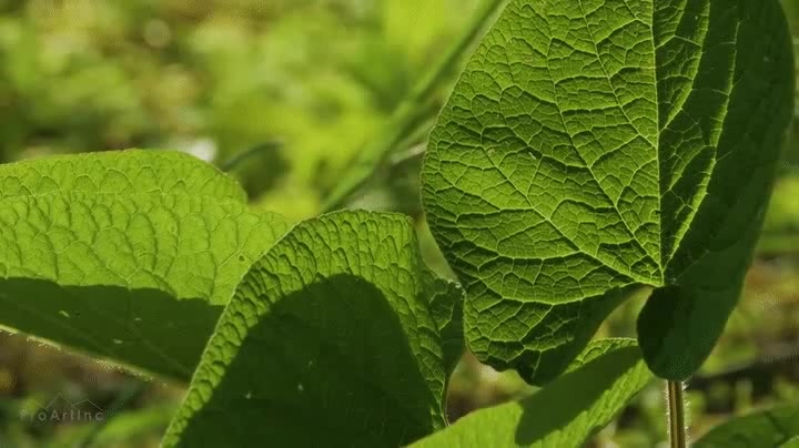 Always and Forever - Coub - The Biggest Video Meme Platform