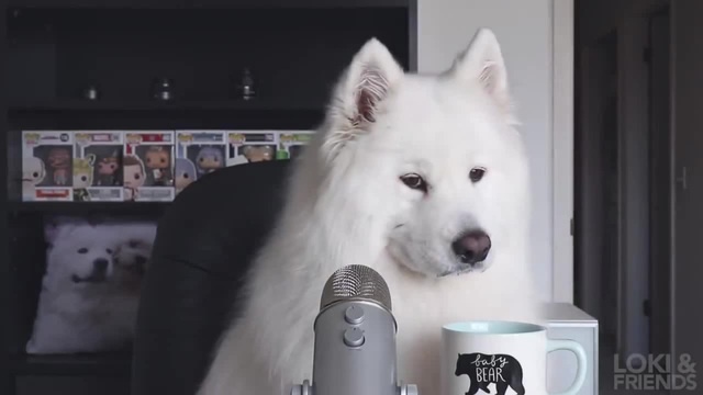 White Samoyed Reacts To Memes - Coub - The Biggest Video Meme Platform