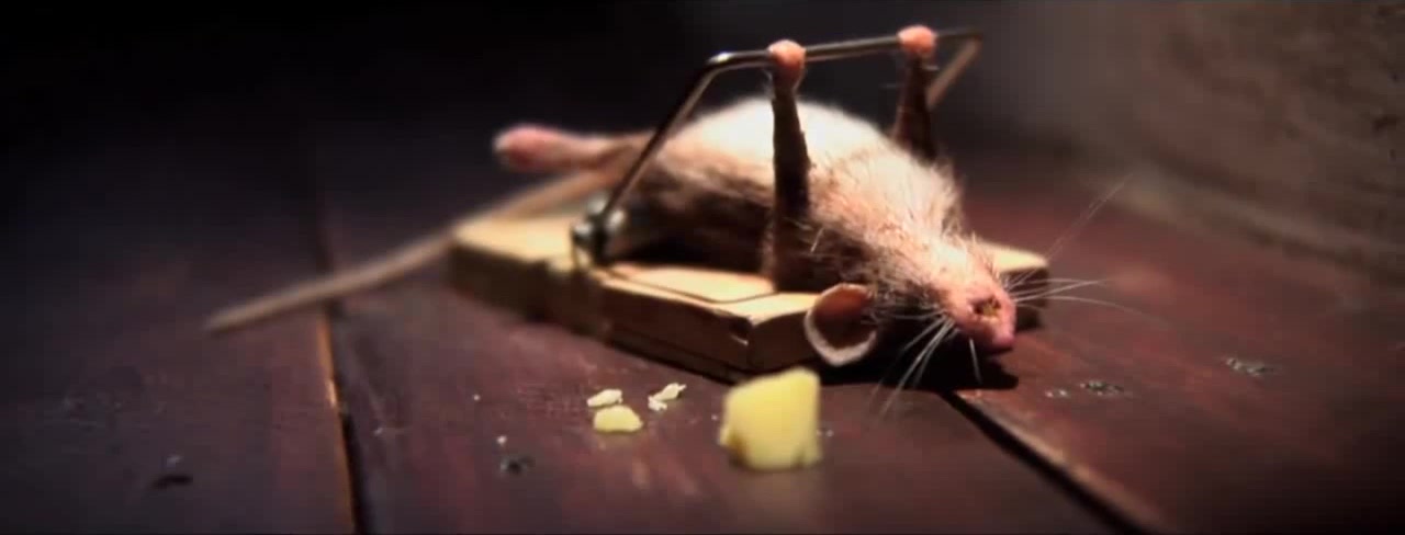 Mouse Trap Gym - Rocky - Coub - The Biggest Video Meme Platform