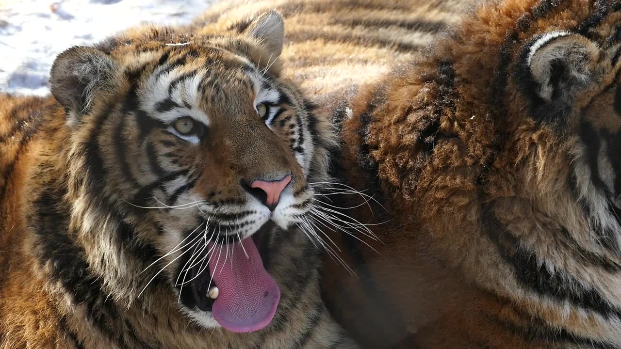 Siberian Tigers in the snow - Harbin, China - Coub - The Biggest Video Meme Platform